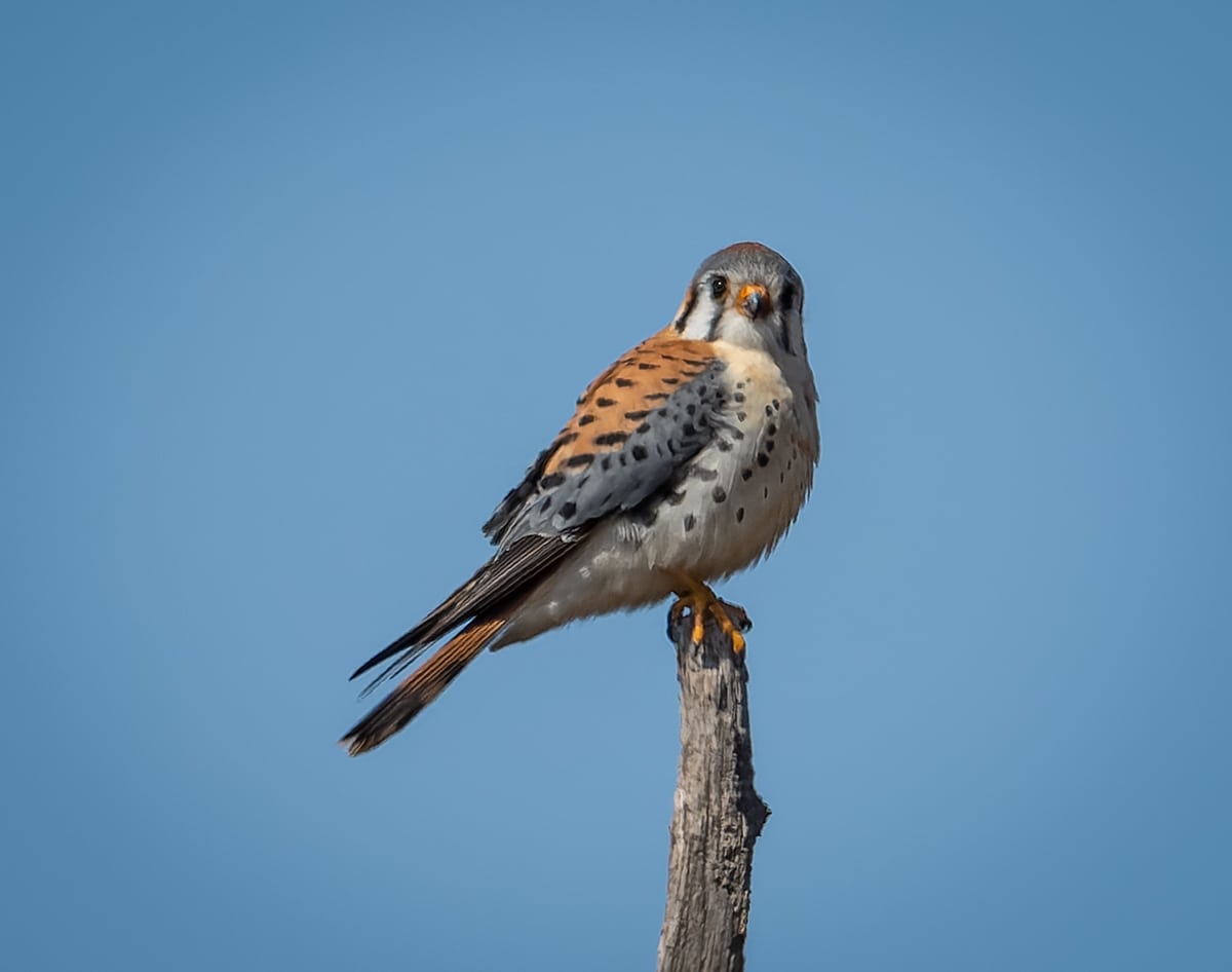 American Kestrel | Birds of Prey | Ornithology