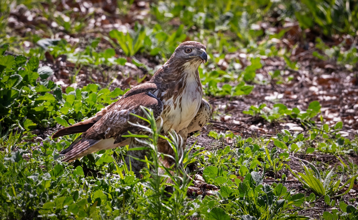 Red-tailed Hawk - Owen Deutsch Photography