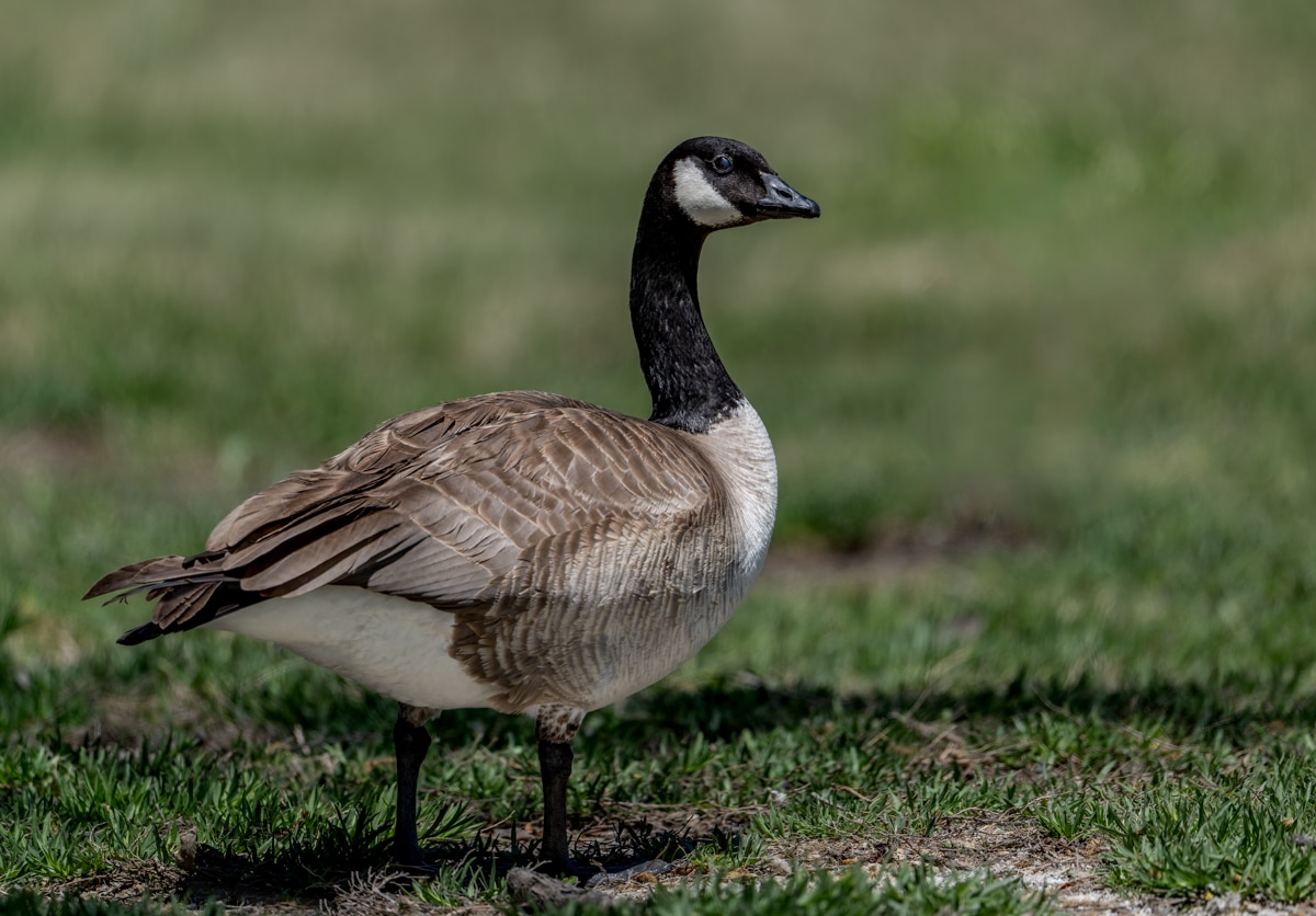 Cackling Goose - Owen Deutsch Photography