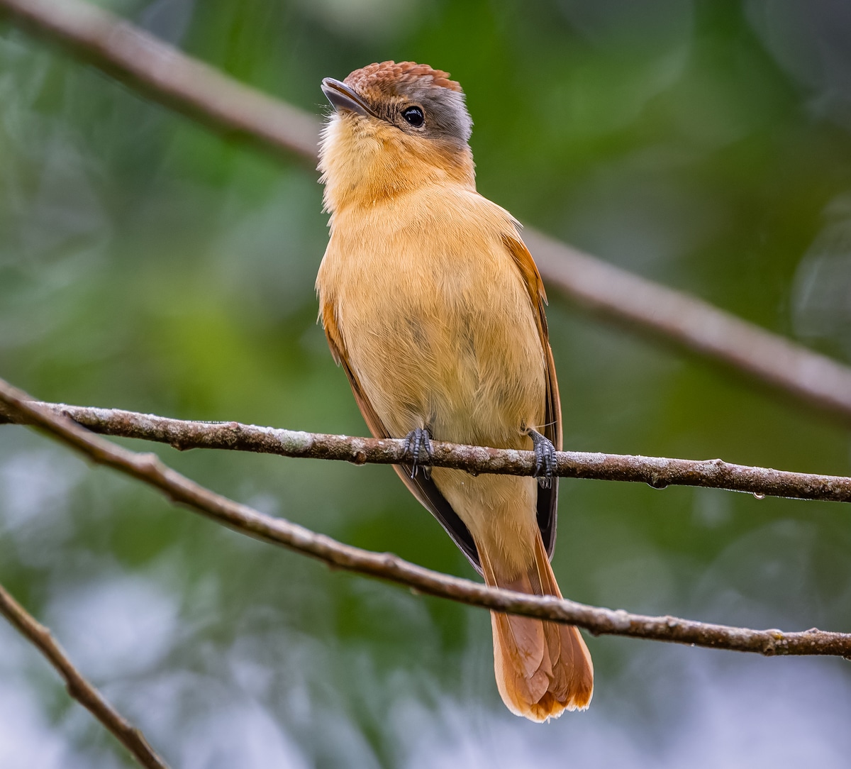Chestnut-crowned Becard - Owen Deutsch Photography