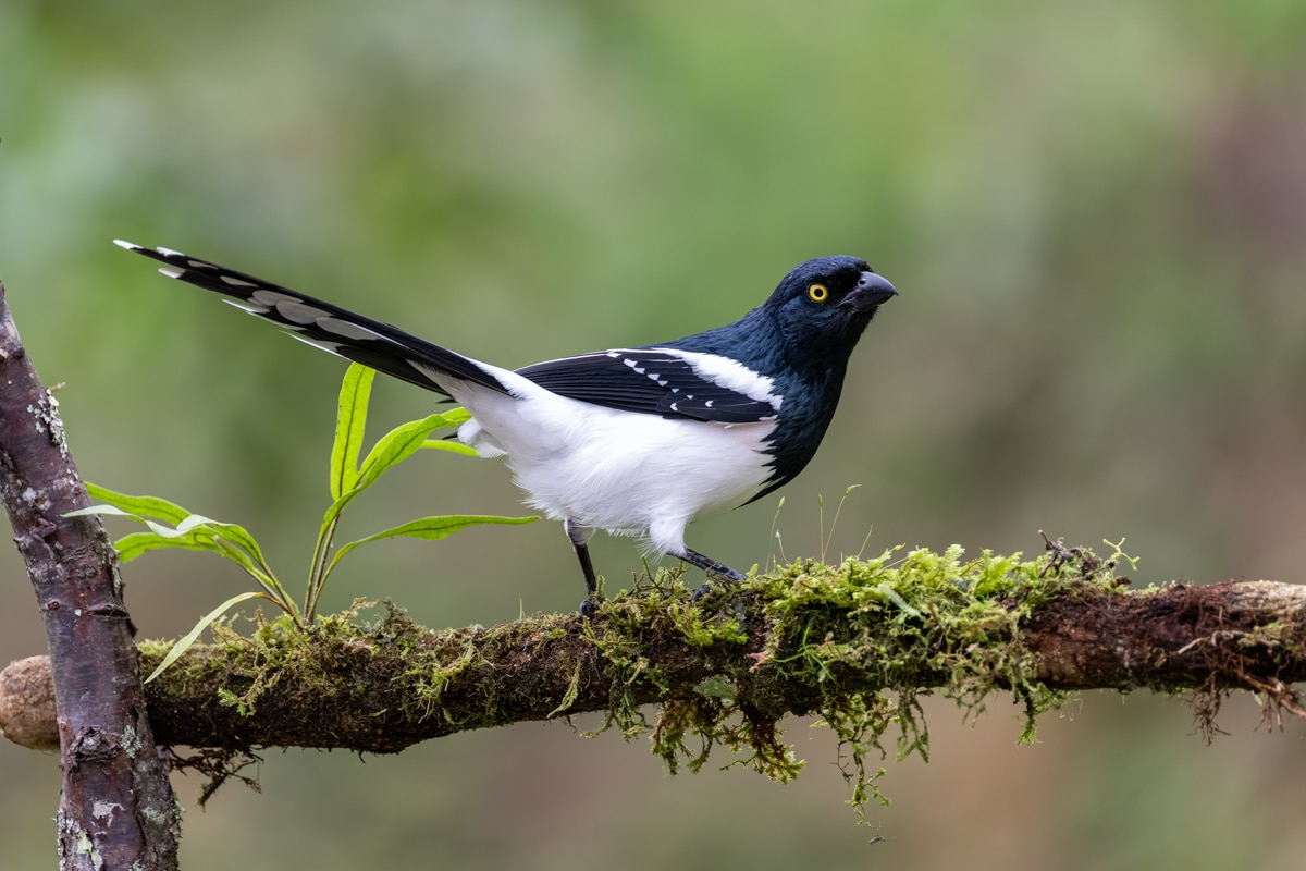 Magpie Tanager - Owen Deutsch Photography