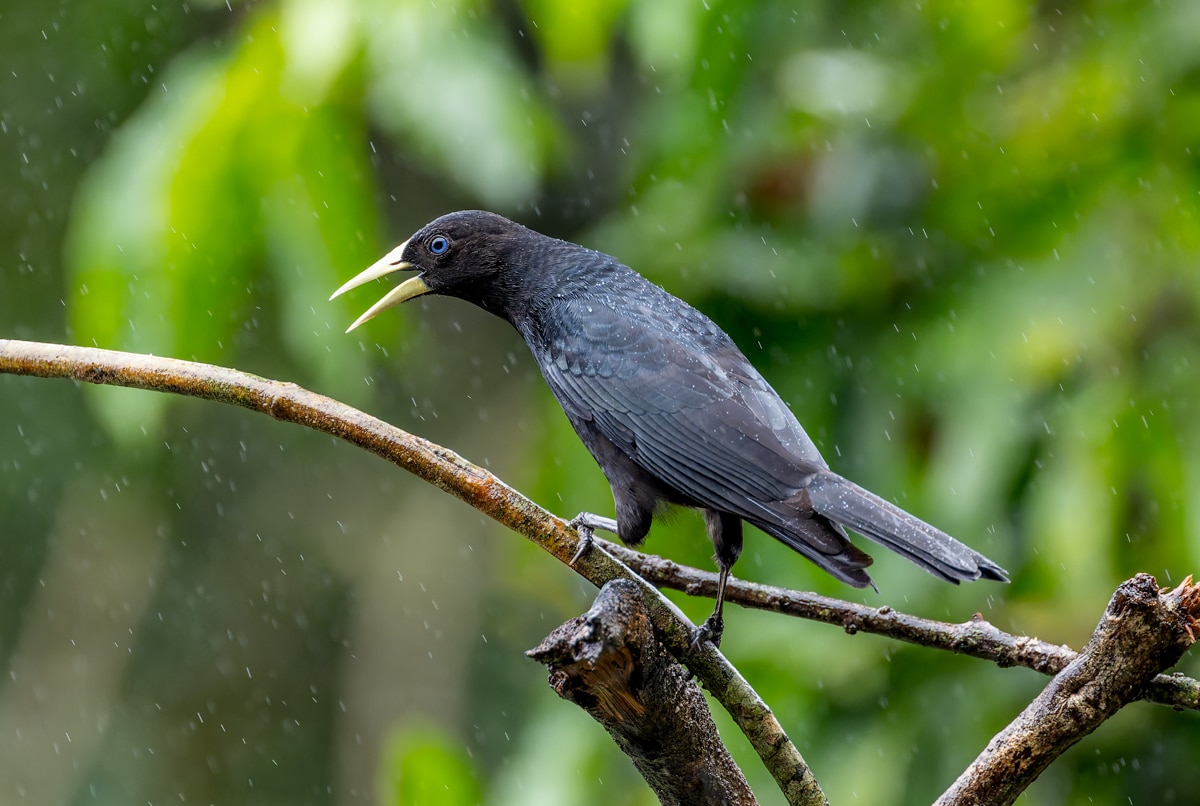 Red-rumped Cacique - Owen Deutsch Photography