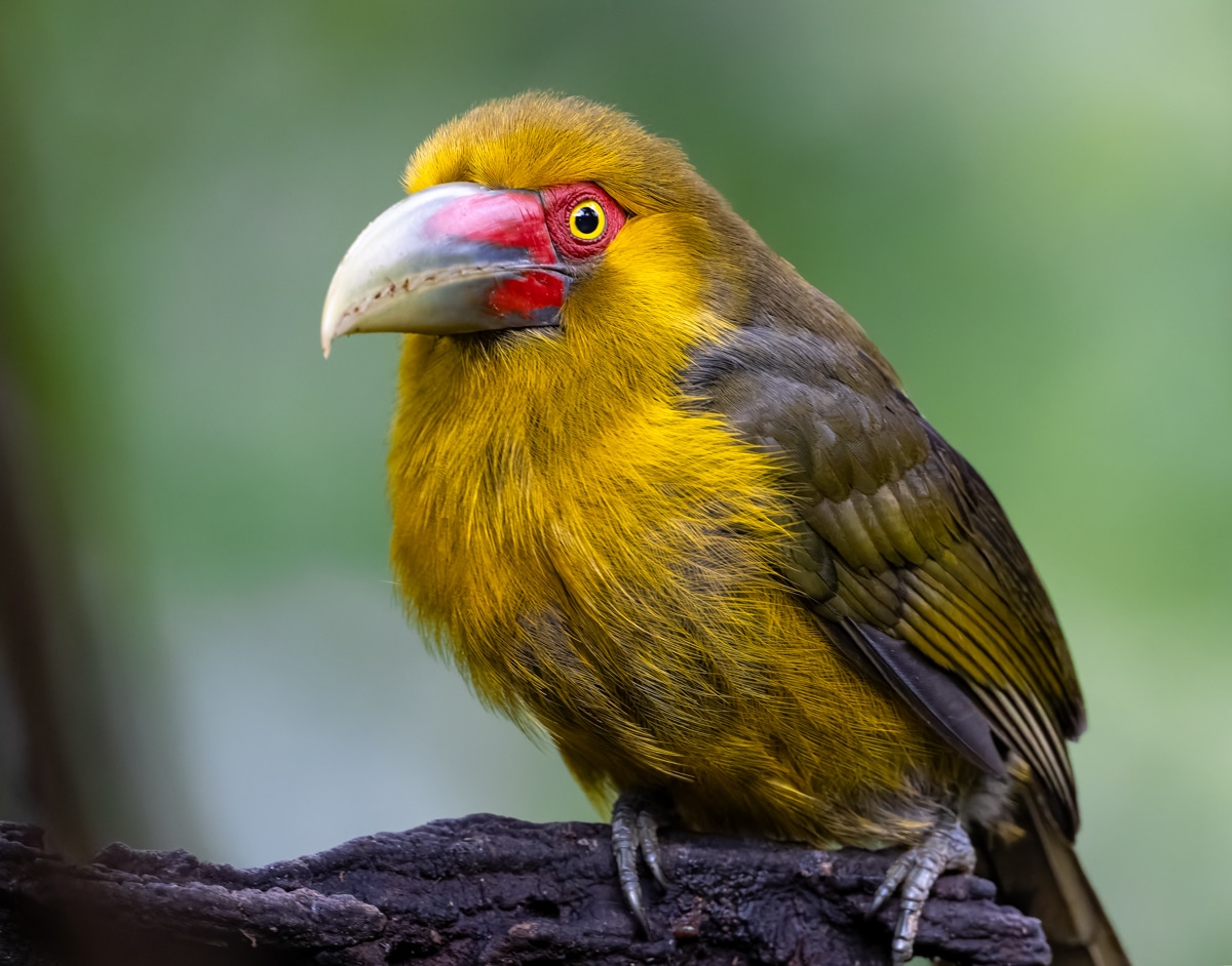 Saffron Toucanet - Owen Deutsch Photography