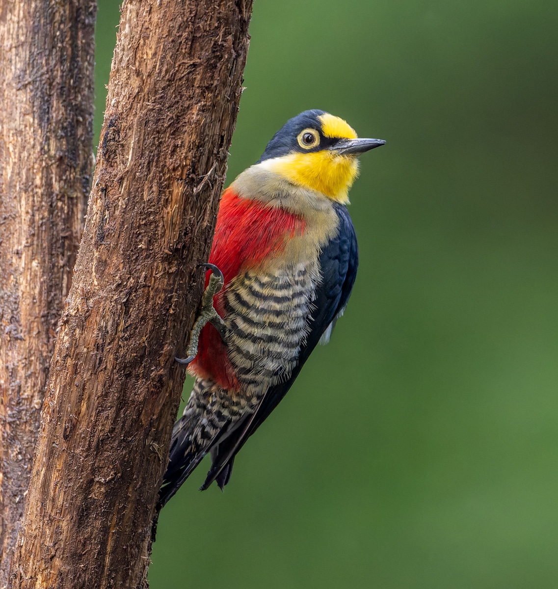 Yellow-fronted Woodpecker - Owen Deutsch Photography