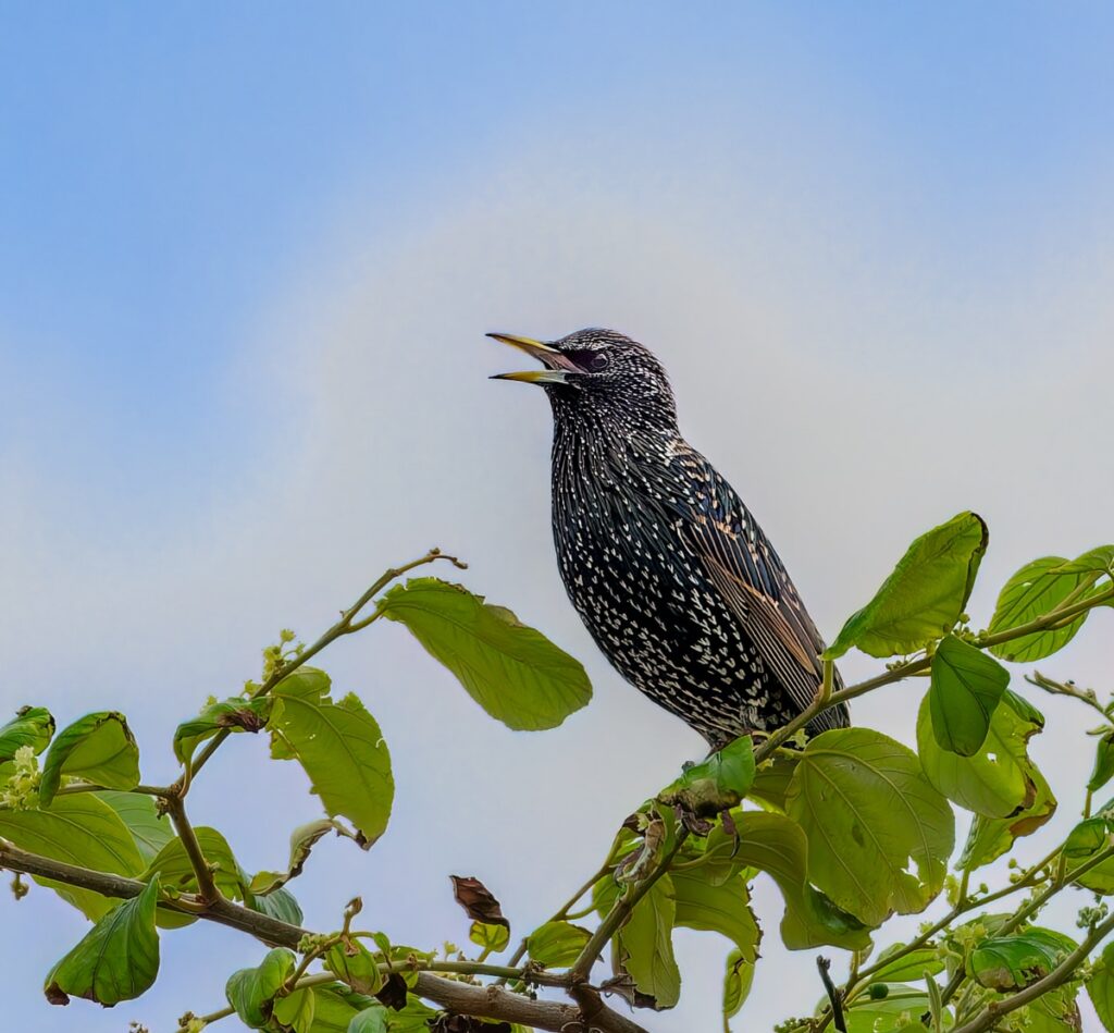The Myth of Shakespeare's Birds - Owen Deutsch Photography