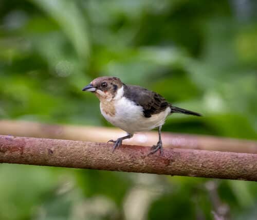 Masked Cardinal - Owen Deutsch Photography
