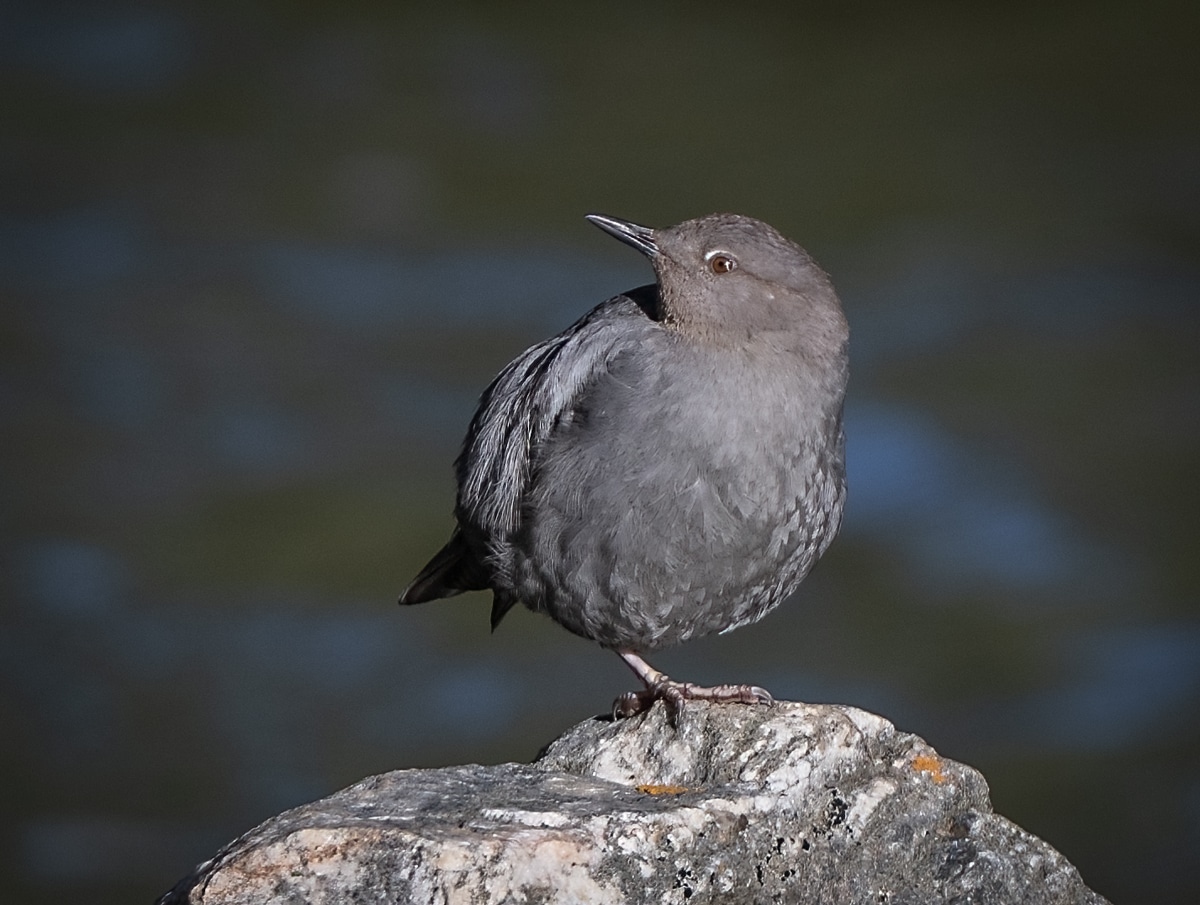 The American Dippers at Deer Creek - An ABA Young Birder Essay - Owen ...