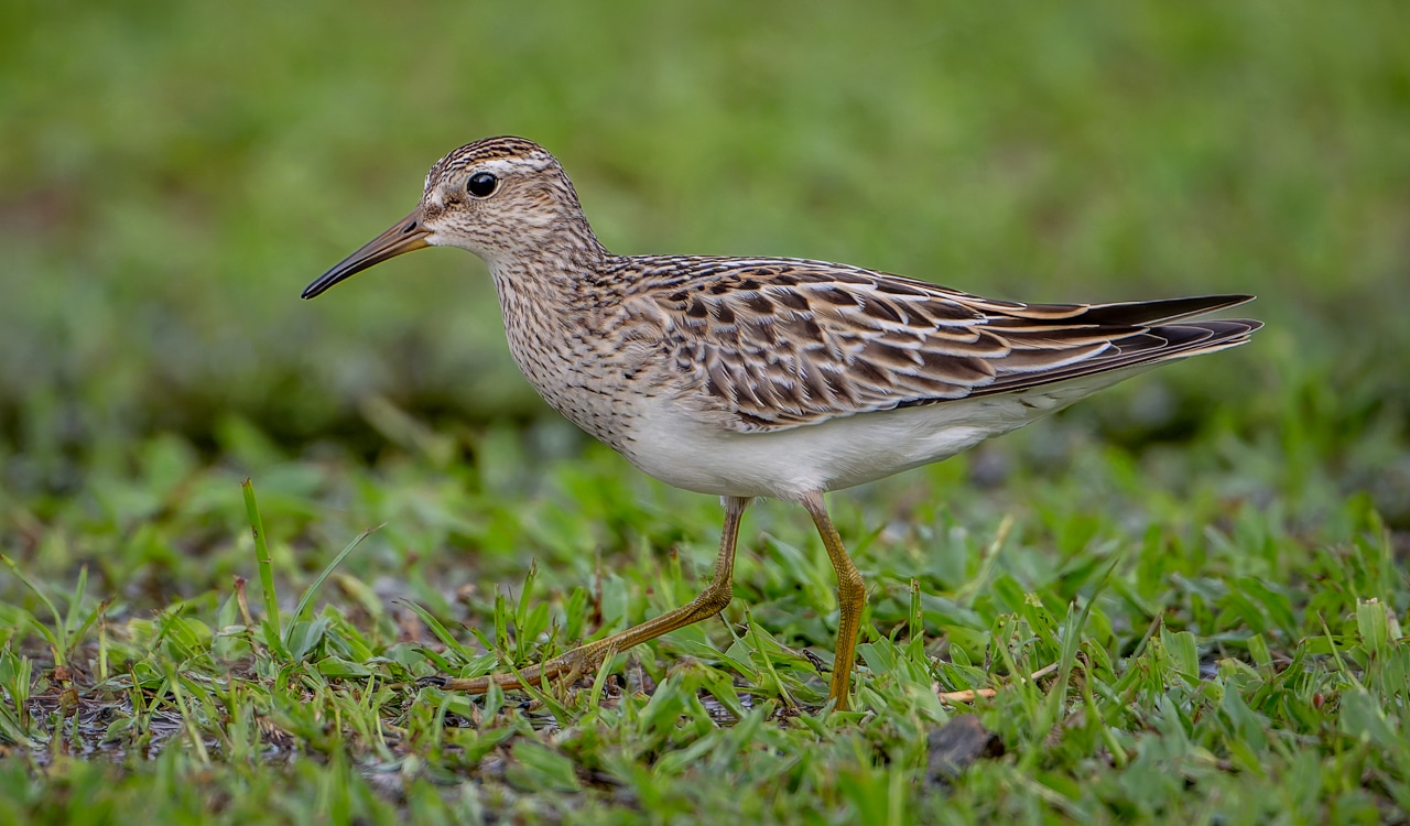 Pectoral Sandpiper - Owen Deutsch Photography