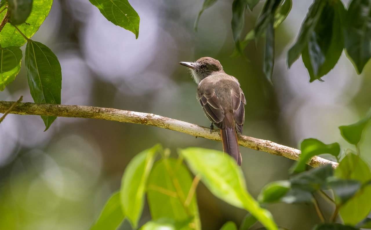 Venezuelan Flycatcher - Owen Deutsch Photography