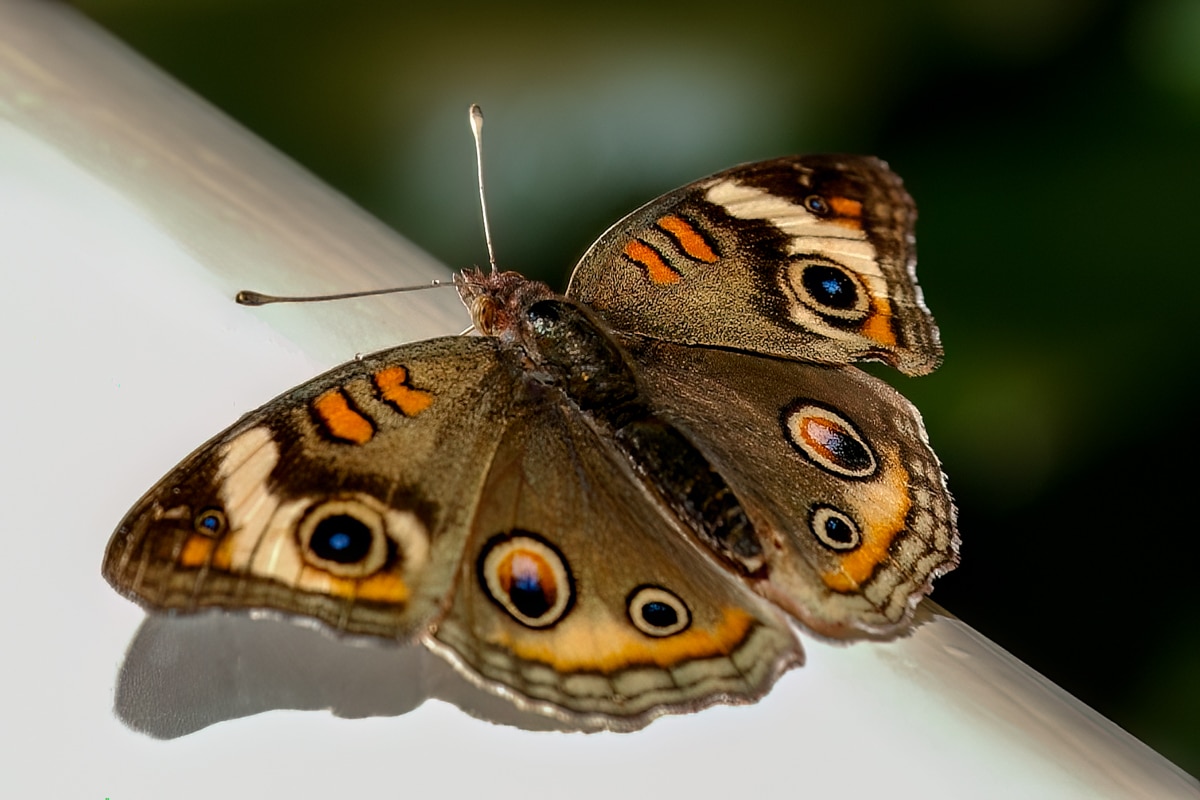 Buckeye - Owen Deutsch Photography