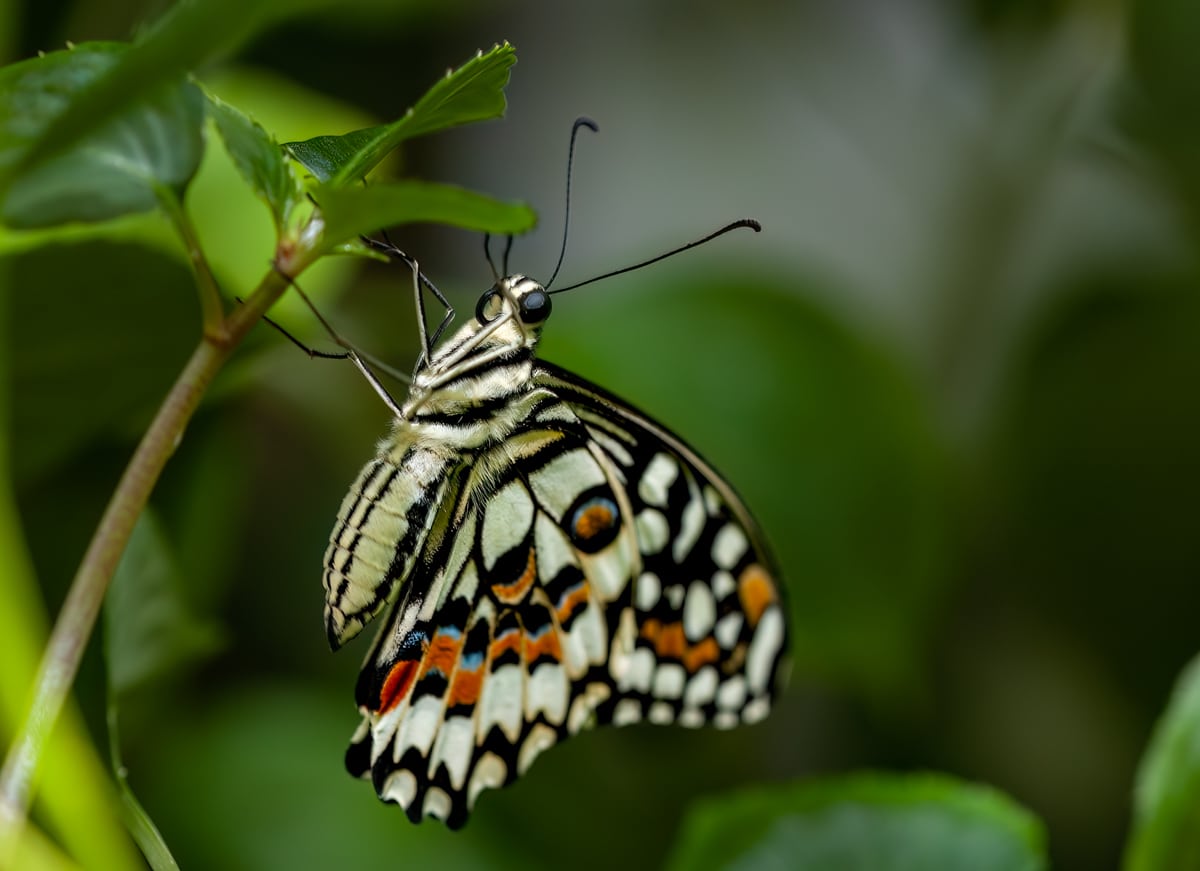 Checkered Swallowtail - Owen Deutsch Photography